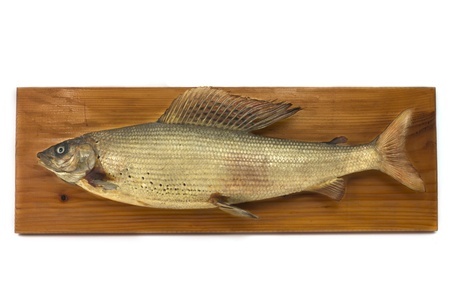 What are the Best Places to Display a Mounted Fish? - Lawrence Bay Lodge