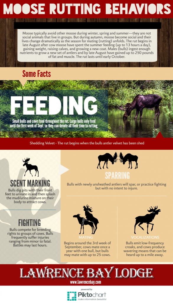 [Infographic] Moose Behaviors - Lawrence Bay Lodge
