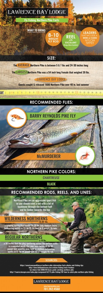 [Infographic] Fly Fishing Northern Pike Facts