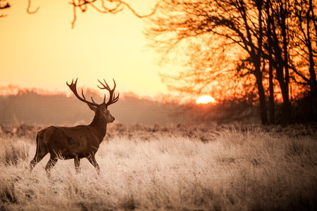 Tips for Opening Day of Deer Season