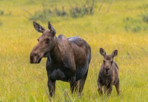 7 Fun Facts You Didn’t Know About Moose