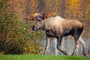 7 Fun Facts You Didn’t Know About Moose
